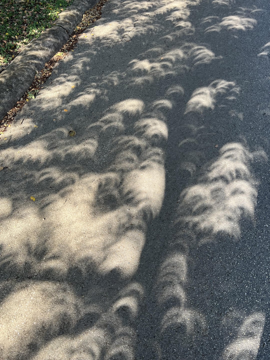 Eclipse at New Braunfels, Texas. Eclipse patterns in shadows under ...