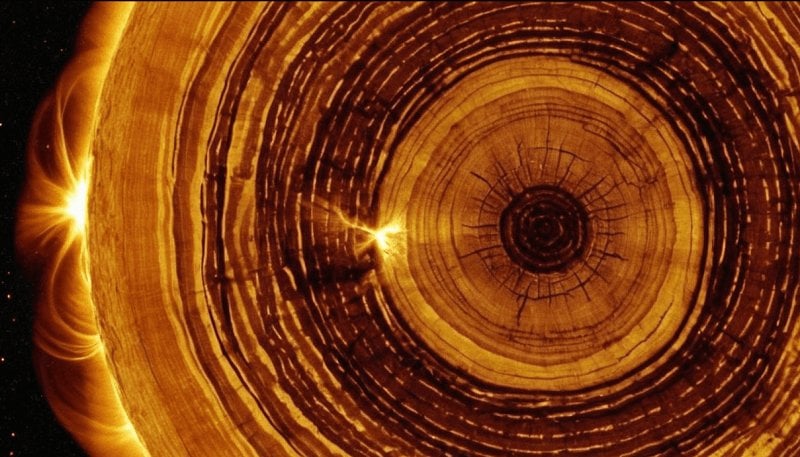 Tree Rings Spill Solar Storm Secrets About A Time When A Comet Might've ...