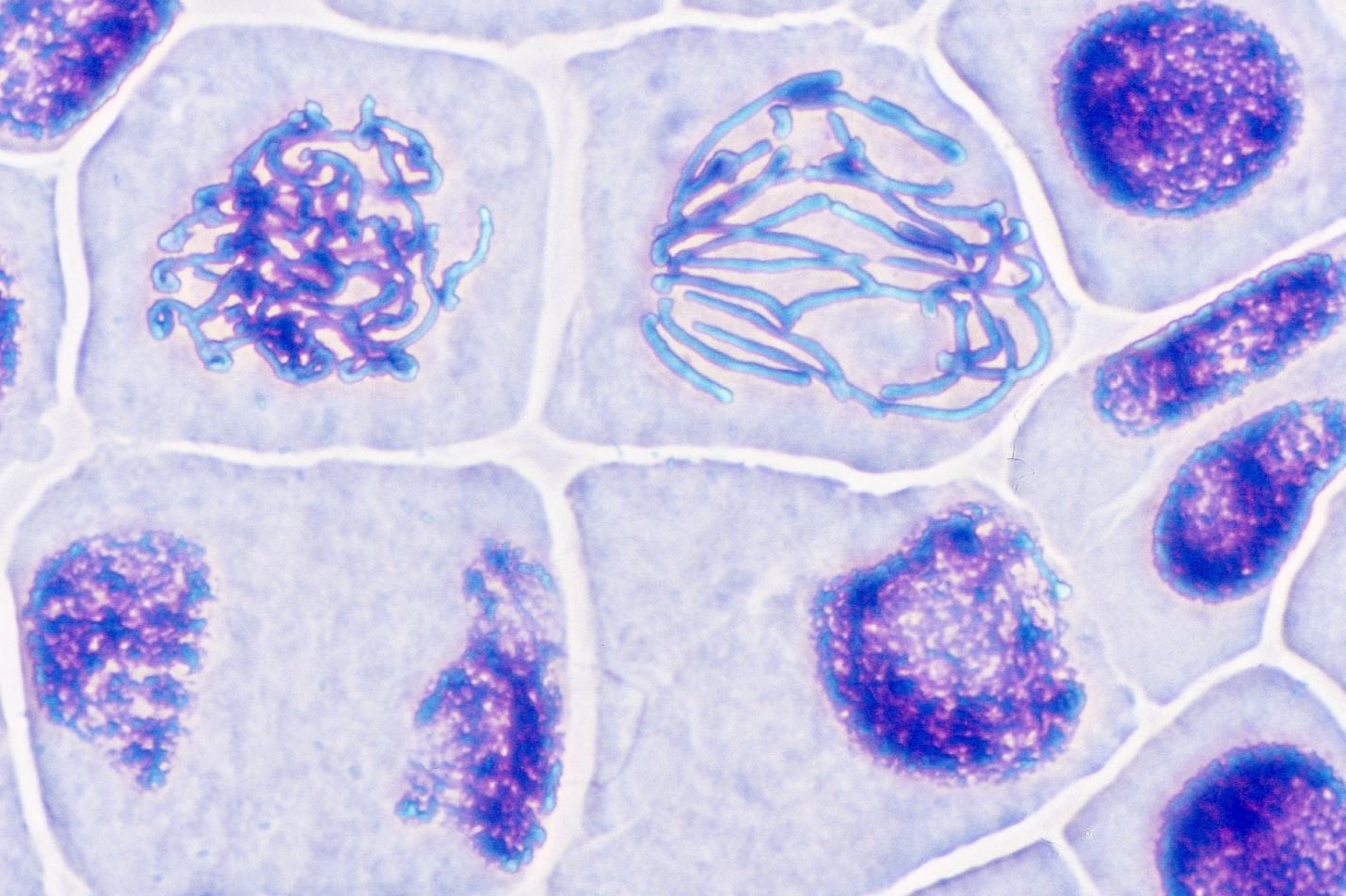 A new study suggests that cells possess a mysterious hidden ...