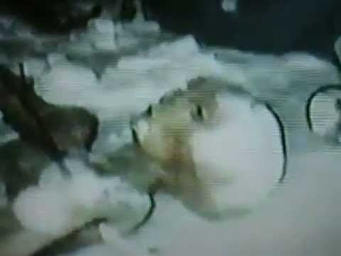 Thoughts on the alleged 1992 Quebec alien discovery in the snow? - UFO FEED
