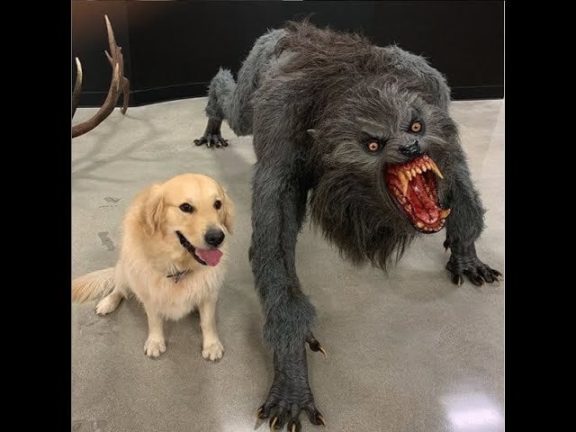 Strange dream about non-human beings and a black werewolf-like creature ...