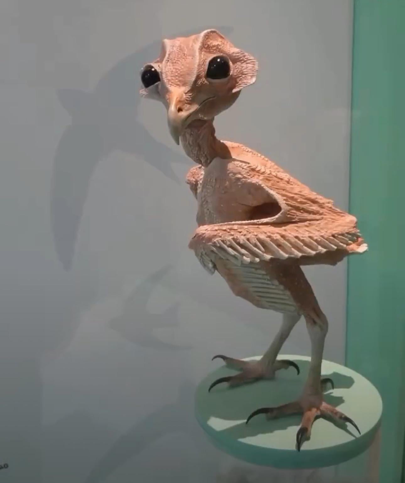 Are owls aliens? – UFO FEED