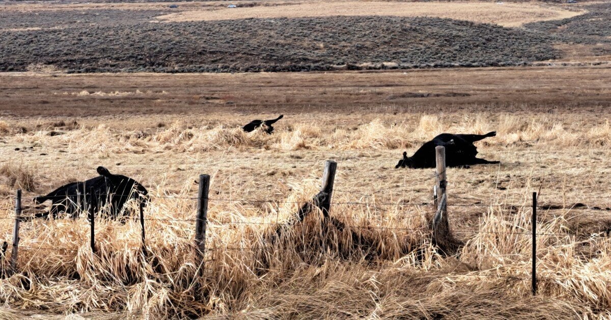 Investigation into 13 dead cows found in Summit County is inconclusive ...