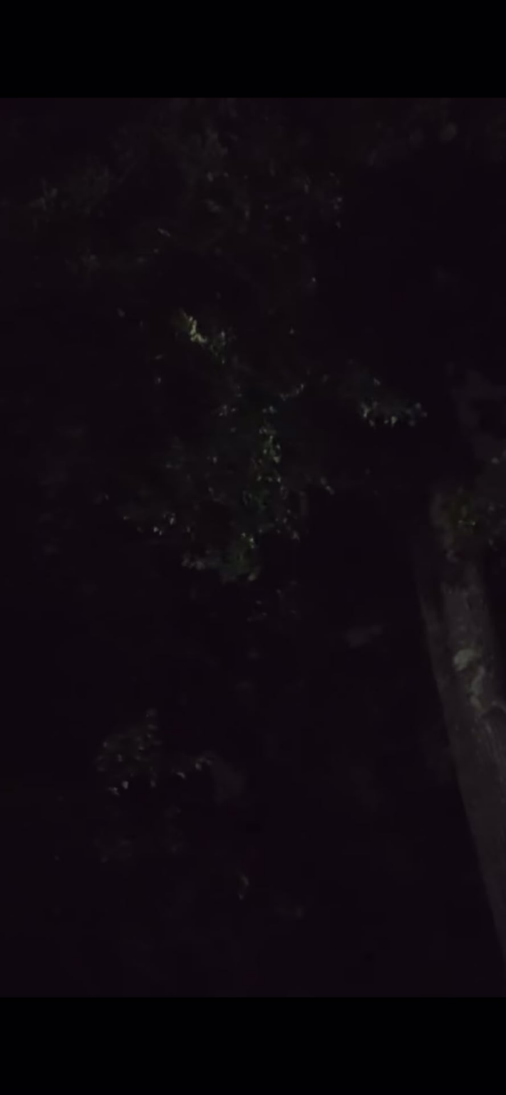 Unknown entity breaks entire tree limb - UFO FEED