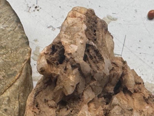 1 Inch possible Humanoid skull fossil of tiny being - UFO FEED