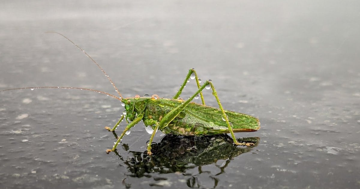 The water-repelling ability of insects like mosquitoes, dragonflies ...