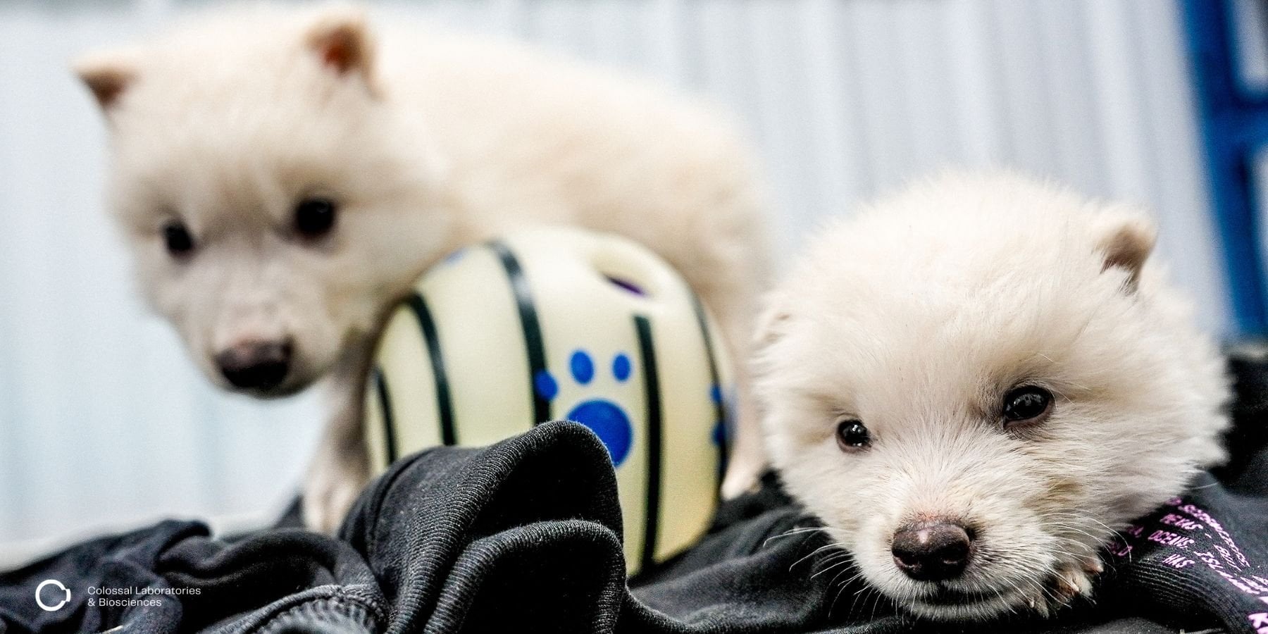 The extinct dire wolf is BACK! Colossal Biosciences just announced they ...