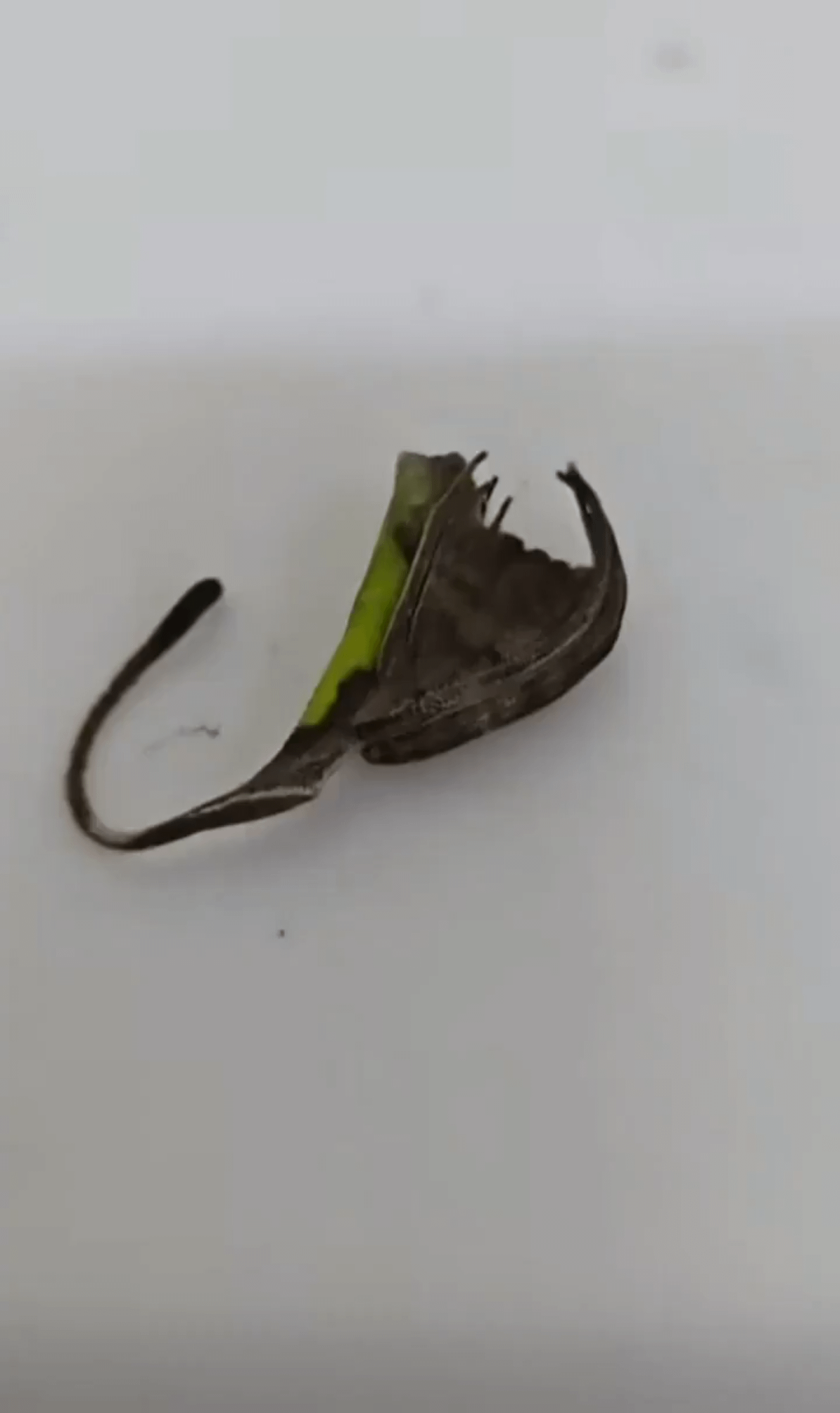 Serious: Humans didn’t know about this spider until 2015. Imagine a ...