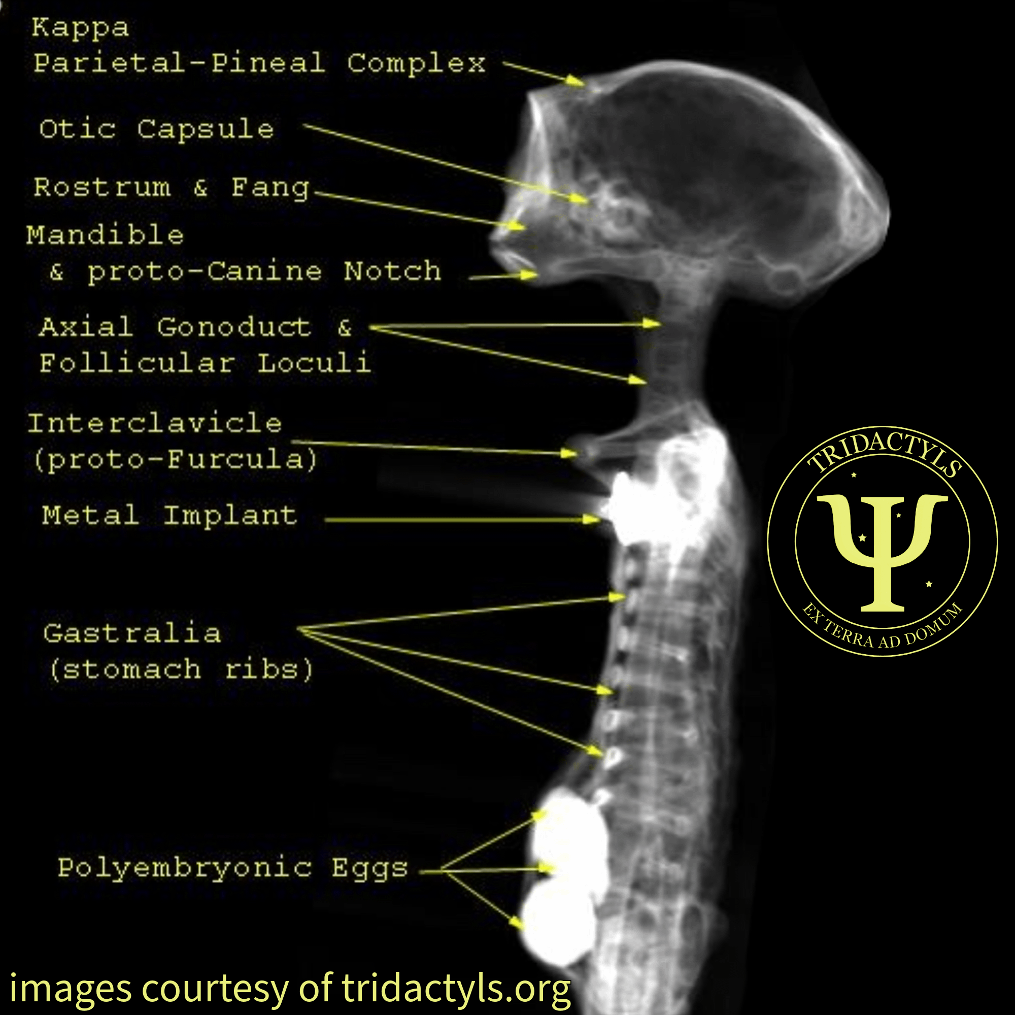 Tridactyl Scan w/ labeled Morphology - UFO FEED