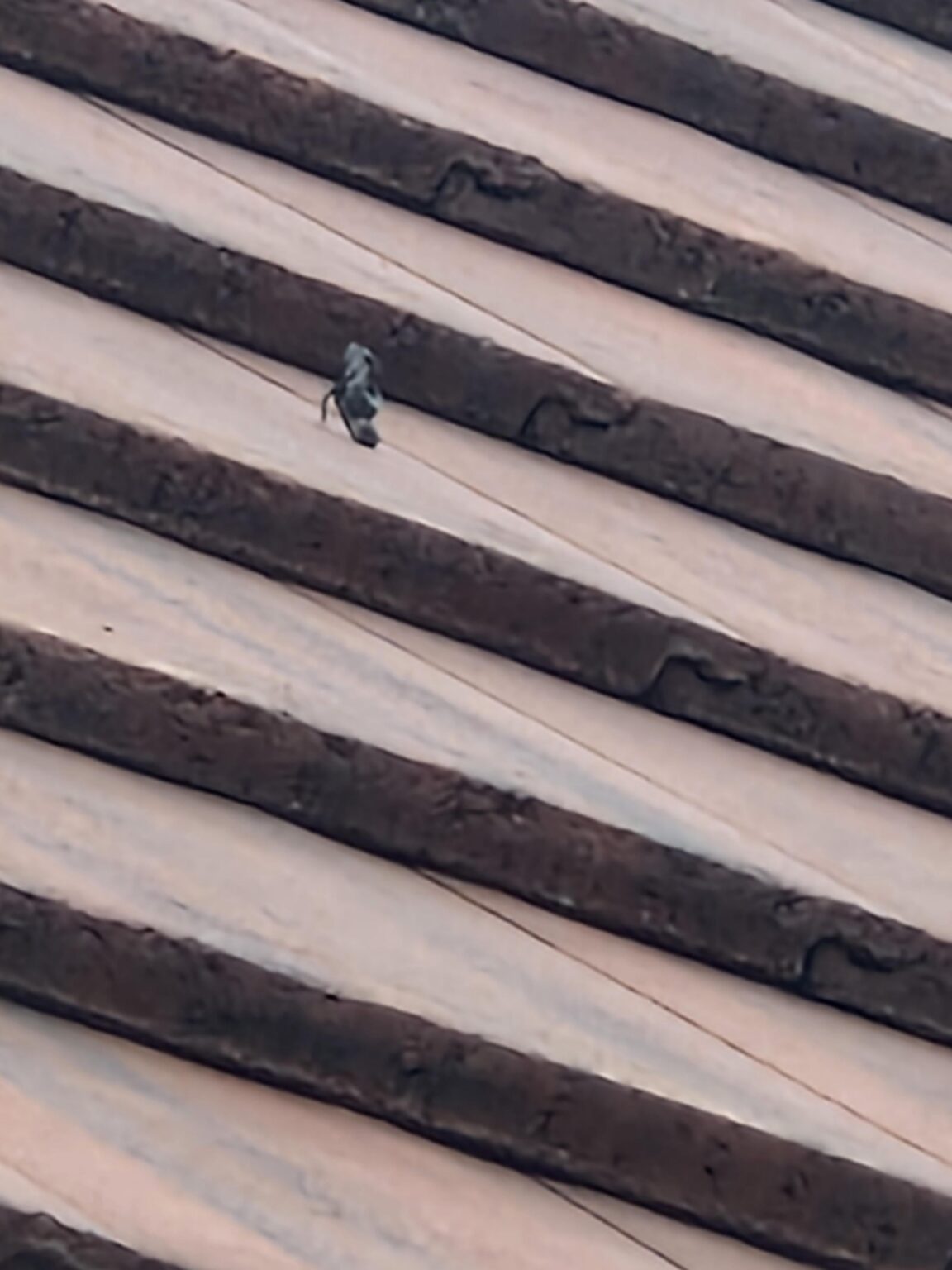 Spotted weird object on roof - UFO FEED