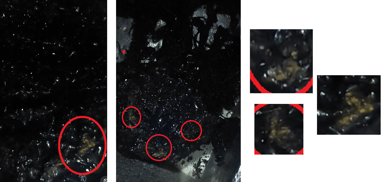 K25 , the Panama Venom alien seems to have orange eggs inside it – UFO FEED