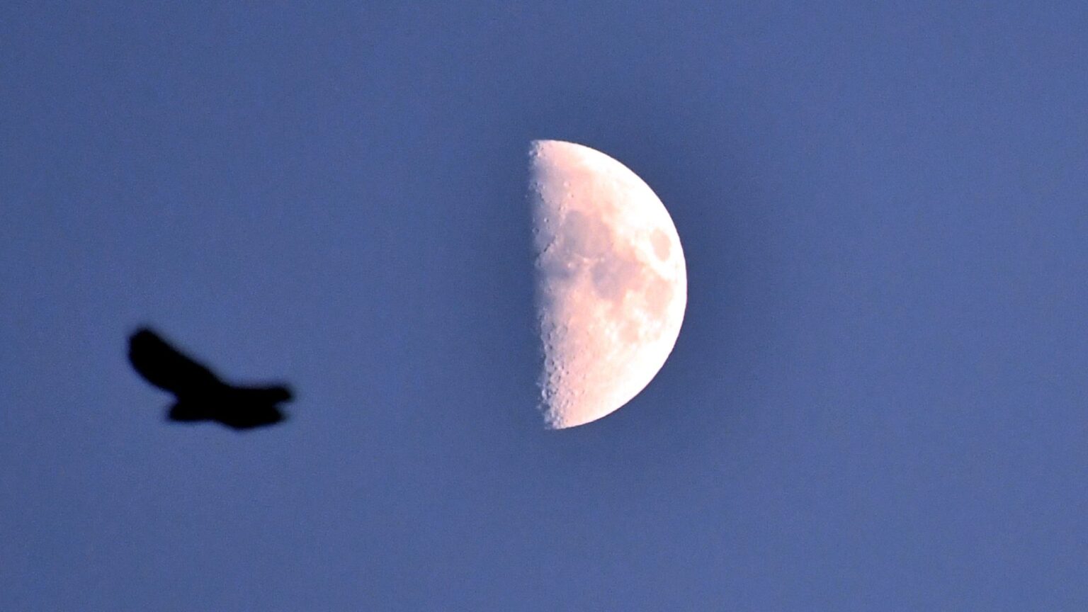 See a half-lit moon shine among the stars of Aquarius on Nov. 27 - UFO FEED