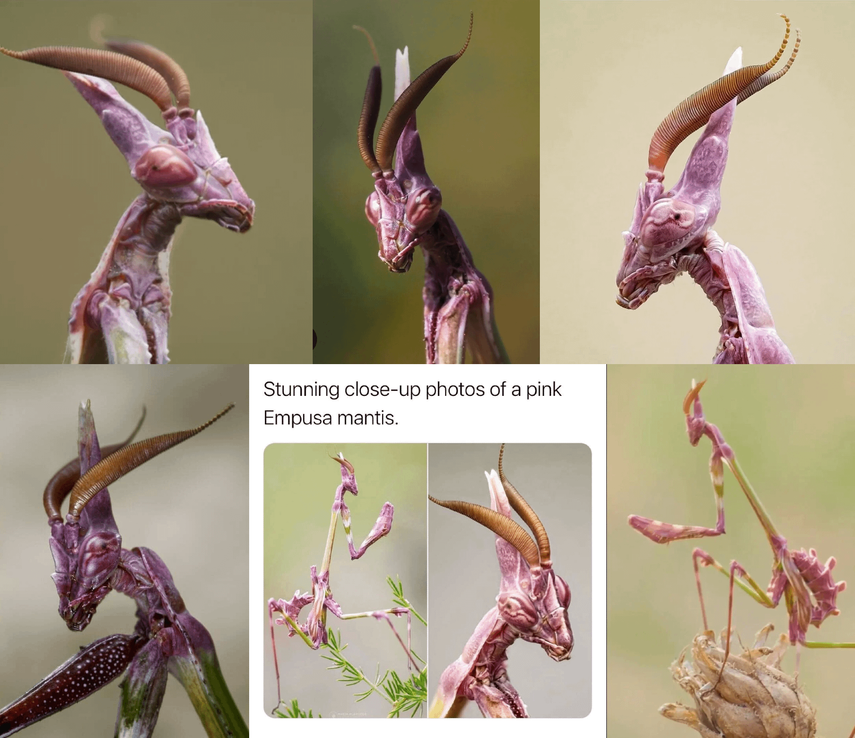 The Pink Empusa Mantis could give us an idea of what aliens look like ...