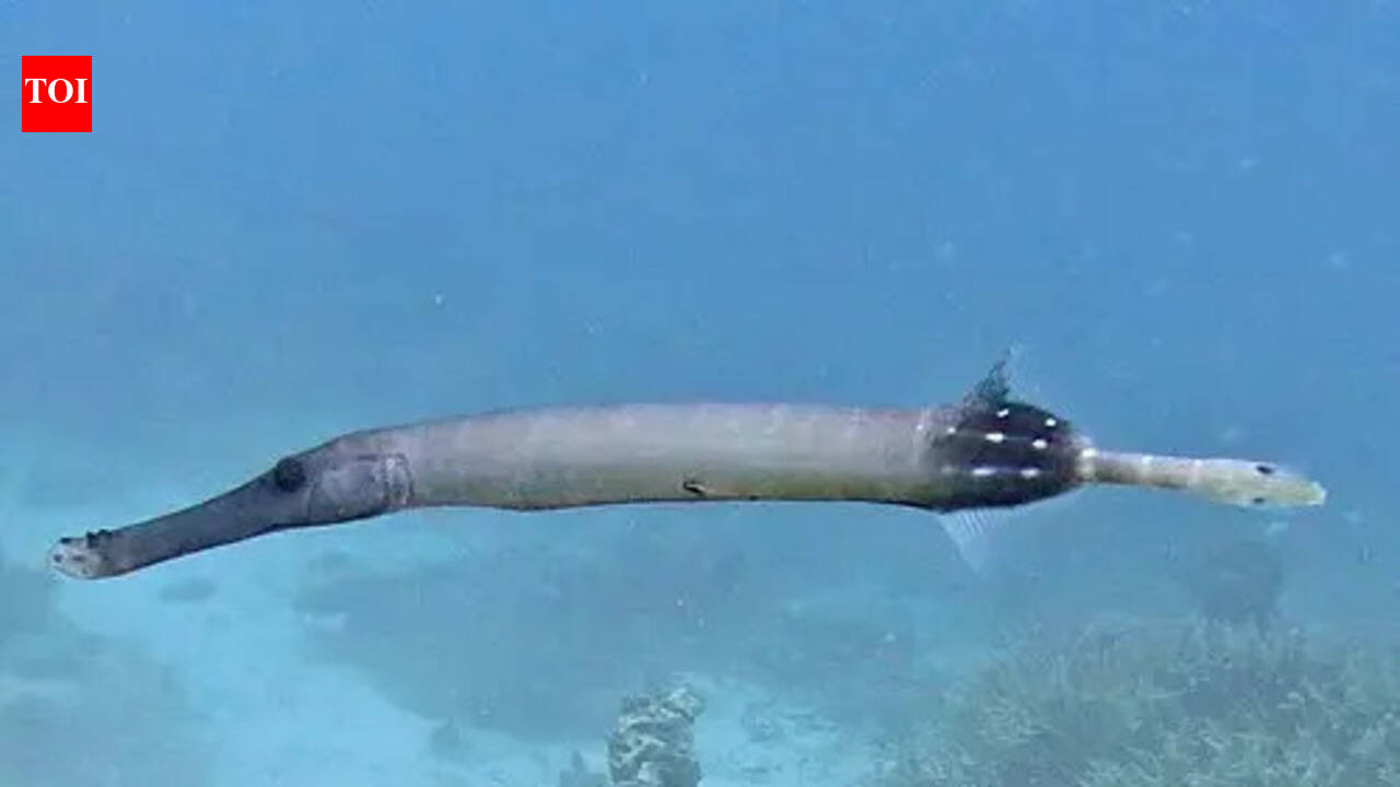 This deep-sea fish looks like a UFO and hunts like a ghost you can’t ...